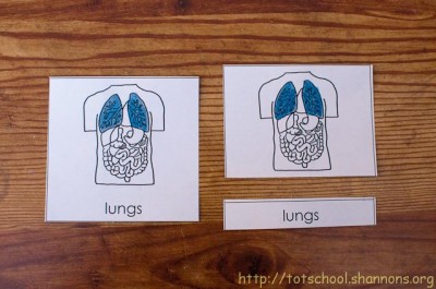 Introducing 3-Part Cards (and a Giveaway!) CLOSED « Shannon's Tot School